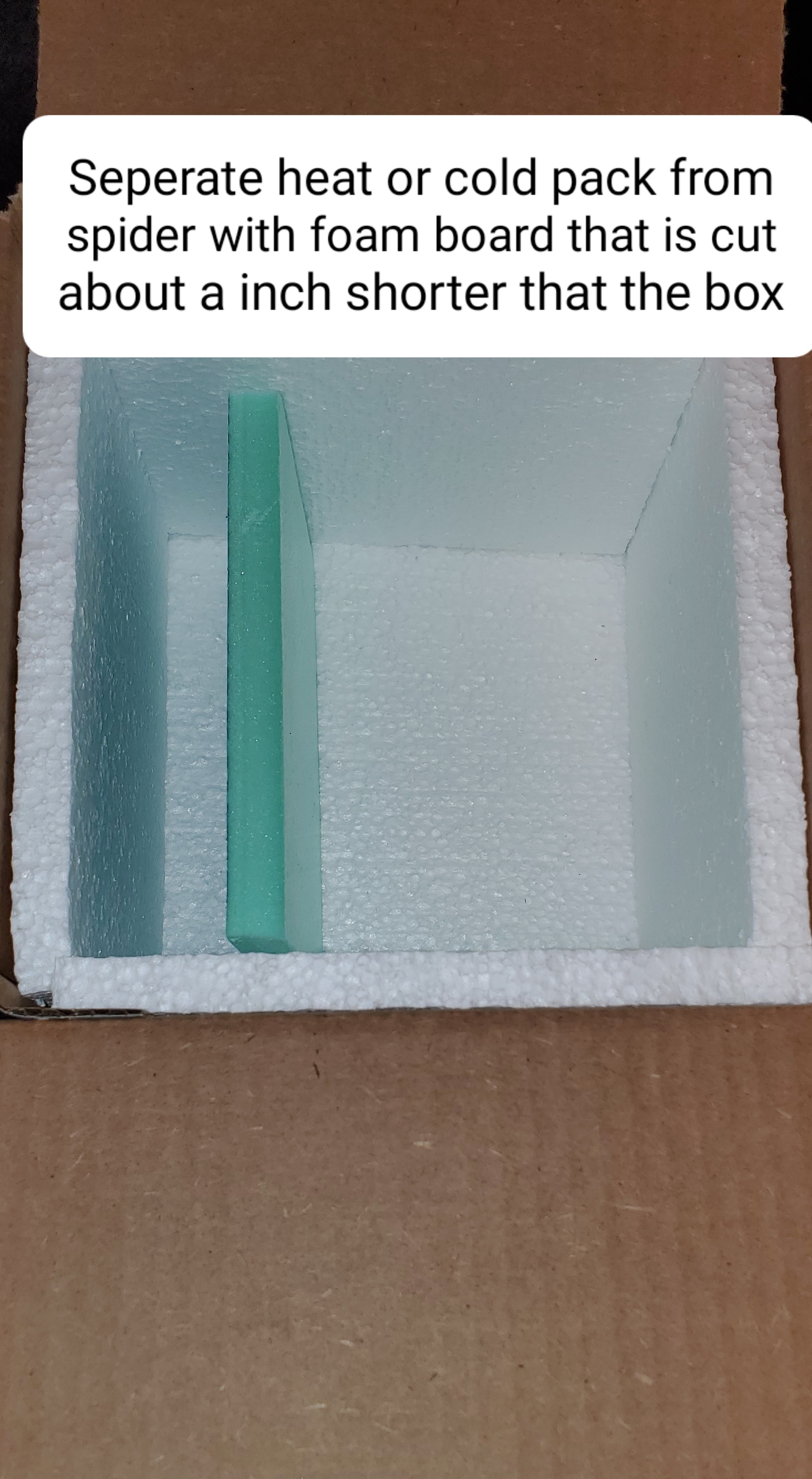 How to pack spiders for shipping – Fear Not Tarantulas, Inc