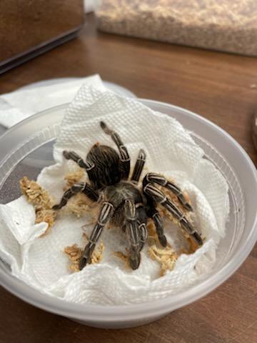 How to pack spiders for shipping – Fear Not Tarantulas, Inc